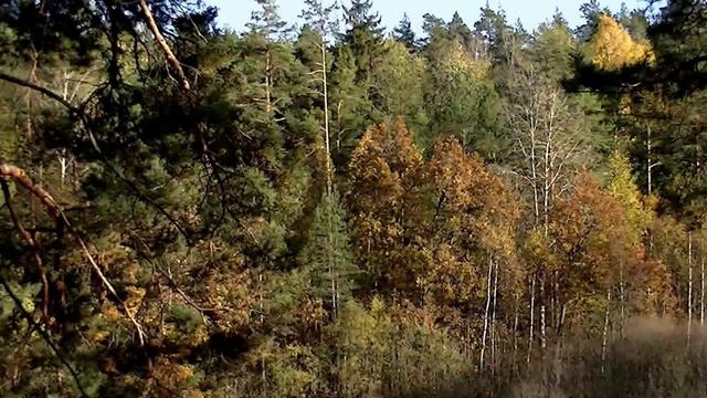 Весь день стоит- как бы хрустальный