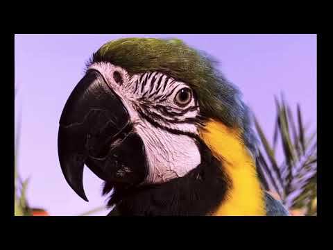 ZAVIST' / Моцарт и Сальери