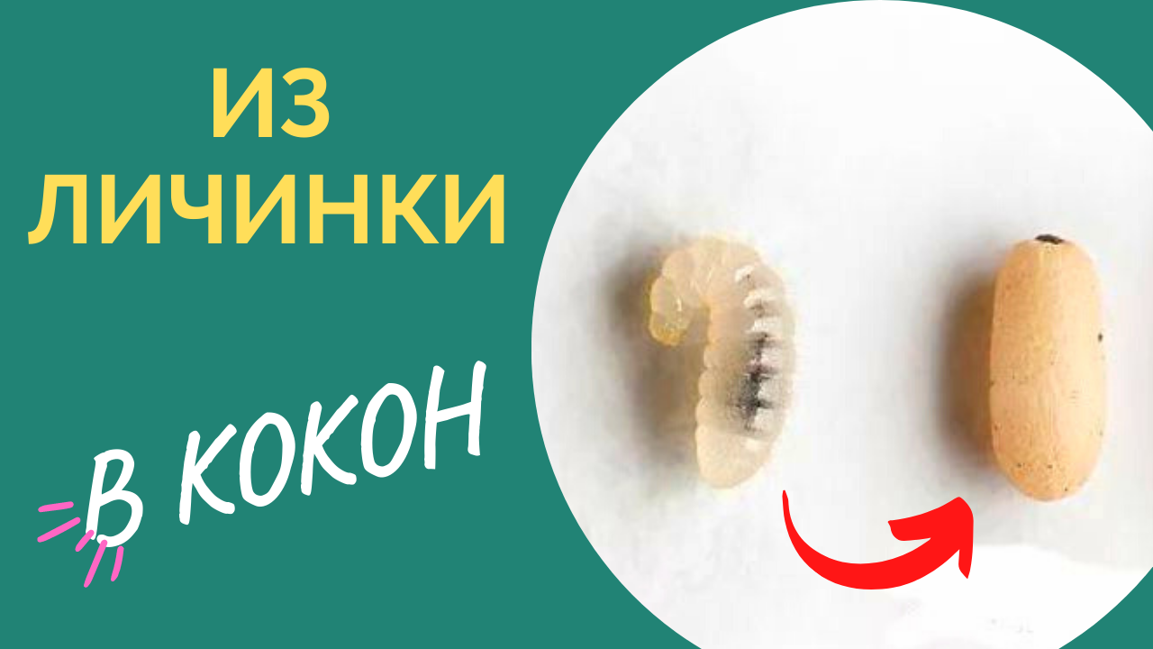 Как личинка муравья превращается в КОКОН. Муравьи Neoponera villosa