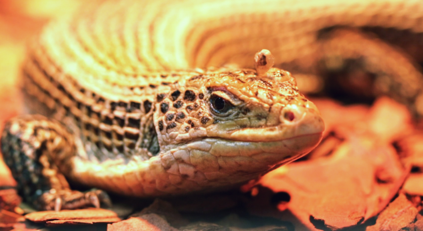 Змеи, ящерицы и черепашки. Террариумы.