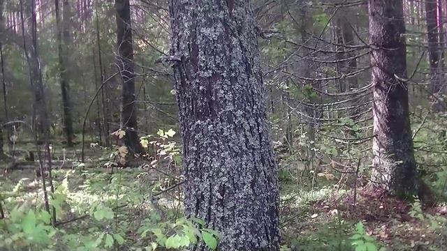Охота с гончими, РГ"Шалун" 04.10.2022. (1).mp4