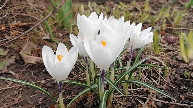 + белые Крокусы, видеопортрет растения. апрель 2022. Пасха.mp4