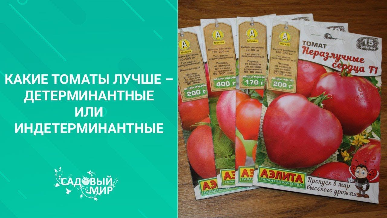 Какие томаты лучше – детерминантные или индетерминантные