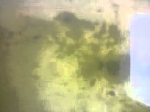 Стрептоцефалы2 07 06 14 13 45