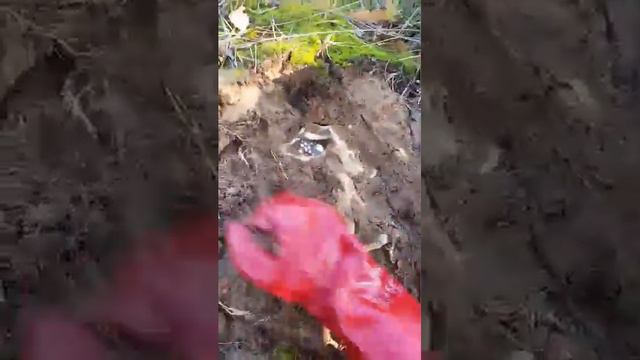 Я нашел сокровище Эти деревья полны сокровищ Момент поиска сокровищ #золото