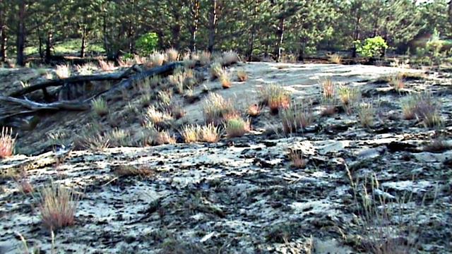 Болотная черепаха 1 Дюна Корона