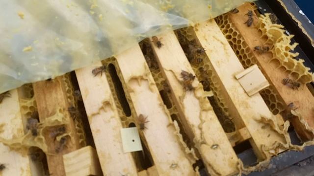 Пчеломатки Карника и Бакфаст на 2023 год