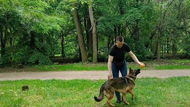 Тренируем задние лапы у овчарки