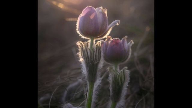 "ПРОБУЖДЕНИЕ"... (Фото Сергея Буторина (Кирово-Чепецк), музыка - ZBM ft. Alexandre Desplat)