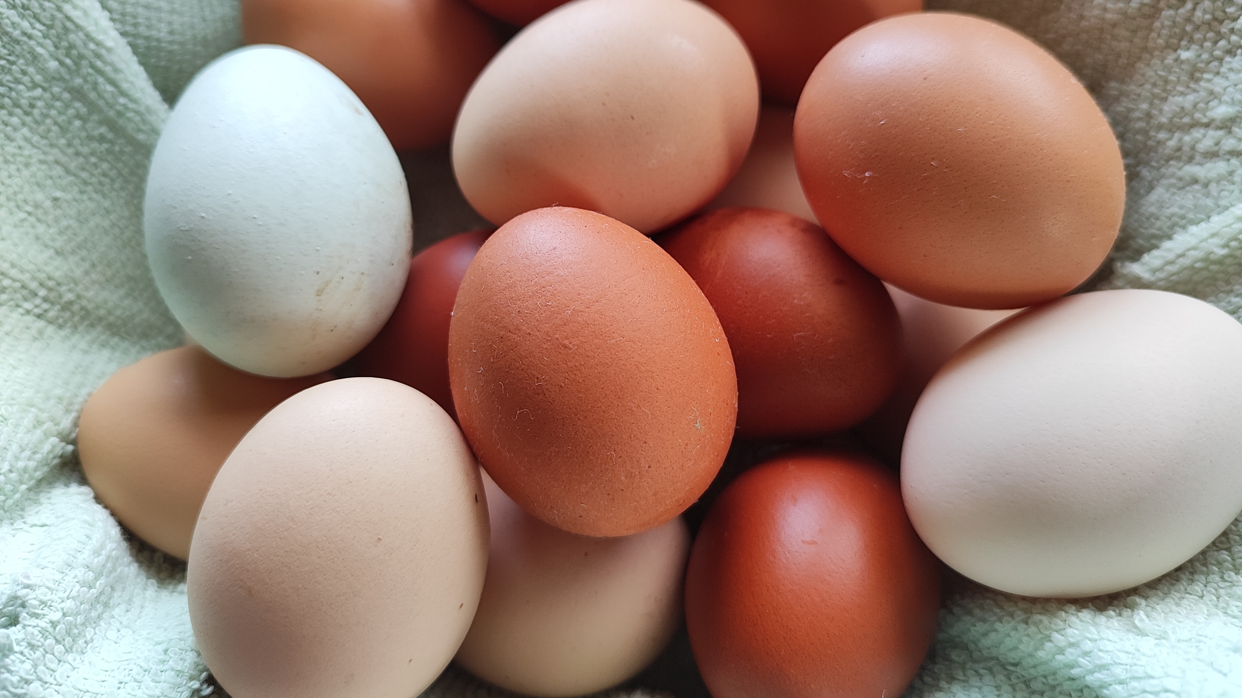 Курятник спустя 2 месяца #куры #ферма #курятник