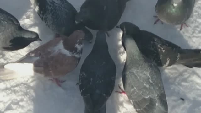 Кормлю птиц зимой