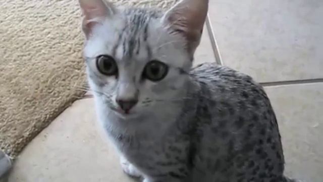 Знаменитые породы кошек