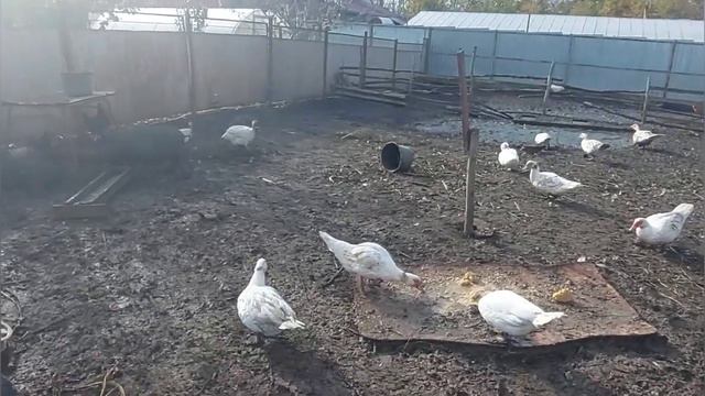 Кормление поросят в сырую погоду