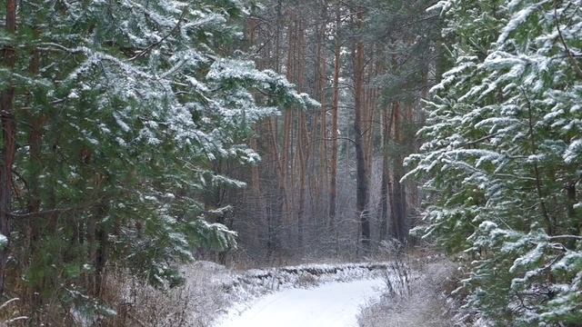 #10 Бальзам для позвоночника. Станислав Лосев_ Как затянуть глубокие душевные раны