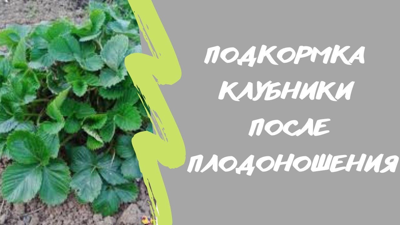 Подкормка клубники ?после плодоношения.
