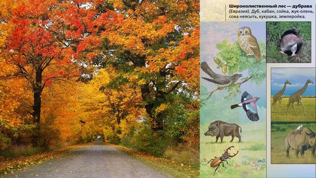 §25 "Природные зоны Земли", Биология 5 класс, Сивоглазов, Плешаков.mp4