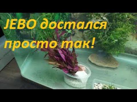 Очередной  аквариум, пересадка растений. (Архив от 10.11.2021)