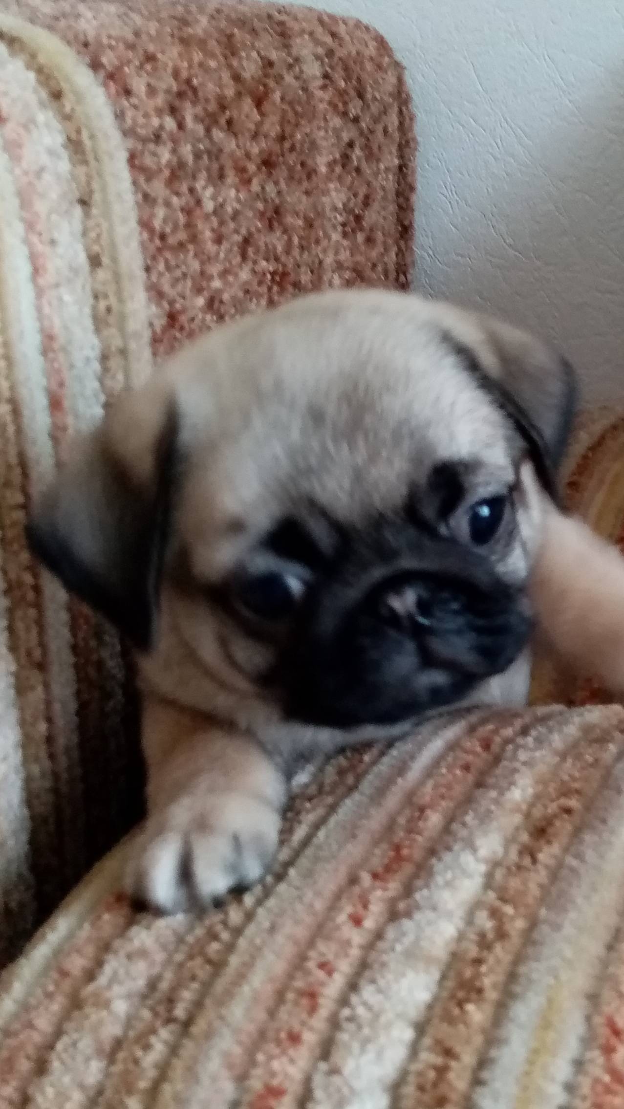 Любимая игрушка #:Мопсы