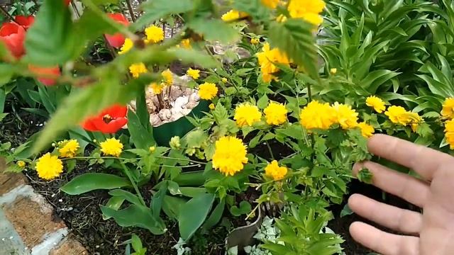 Обзор моих растений