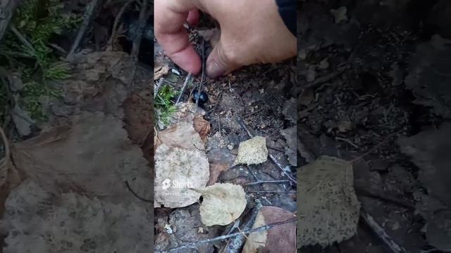 ❗Жук  - Навозник обыкновенный❗ #shorts #short #video #shortsvideo #nature #funny #shortvideo #жук