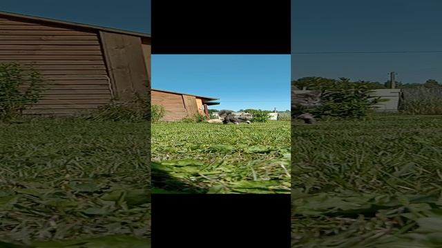 Ко мне мой Красавец!)))