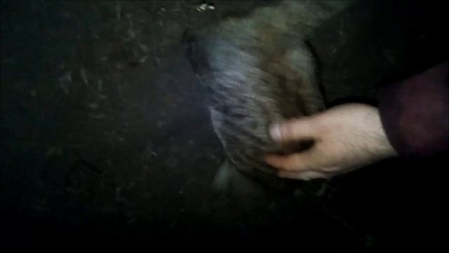 кошка поймала птичку и съела её!