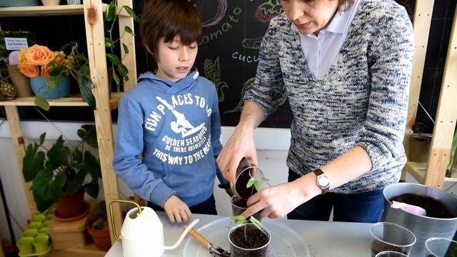 Ипомея особенности выращивания рассады