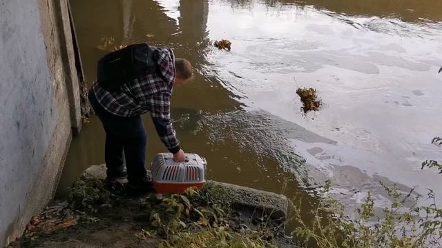 Освобождение сутулого селезня
