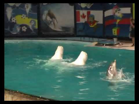 2012 "Акватория"