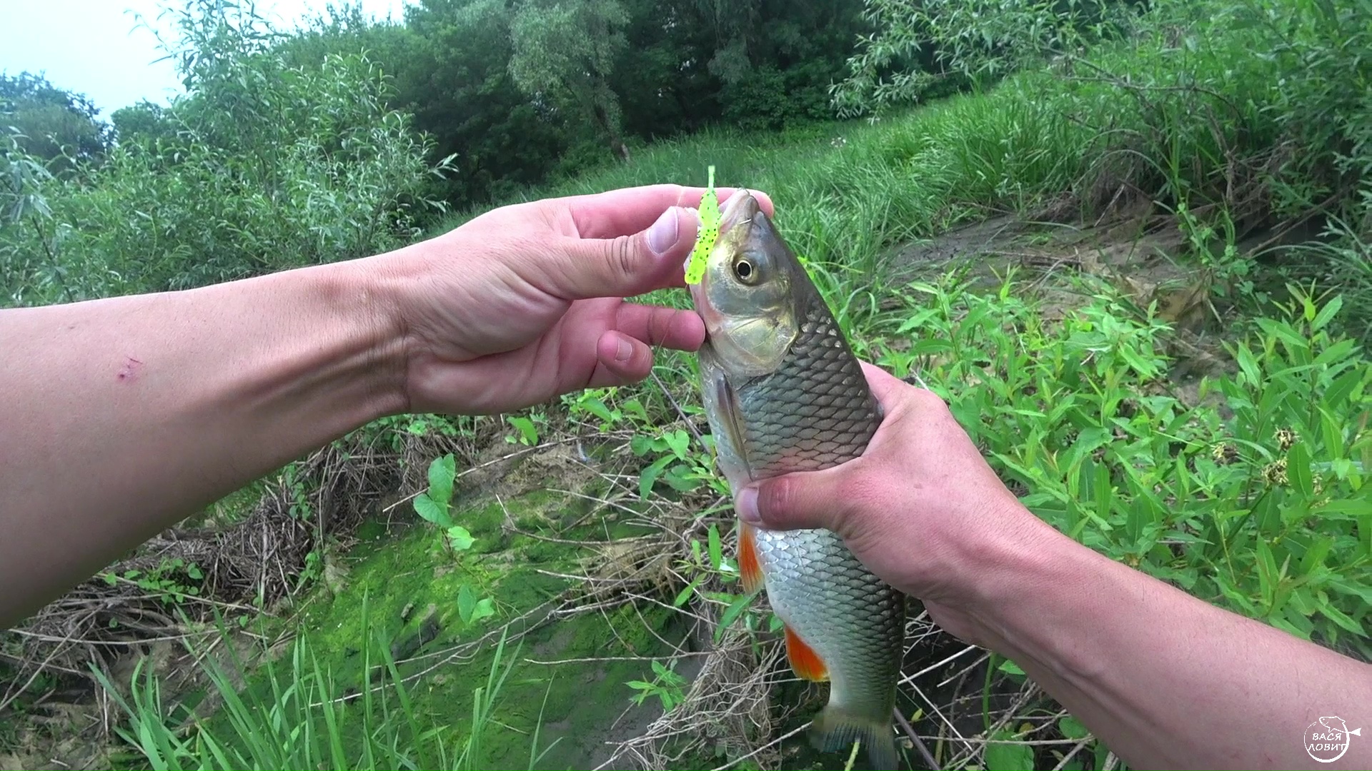 РАЗЛОВИЛ НОВУЮ ПРИМАНКУ. р.ДОН Отводной поводок. Голавль, судак, окунь (17.06.2022)