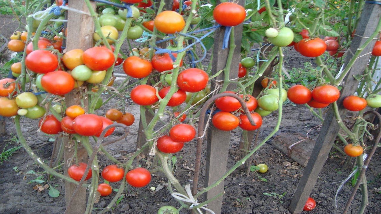 ТОМАТ ЯБЛОНЬКА РОССИИ   РАННЕСПЕЛЫЙ  ВЫСОКОУРОЖАЙНЫЙ  И ОЧЕНЬ ВКУСНЫЙ