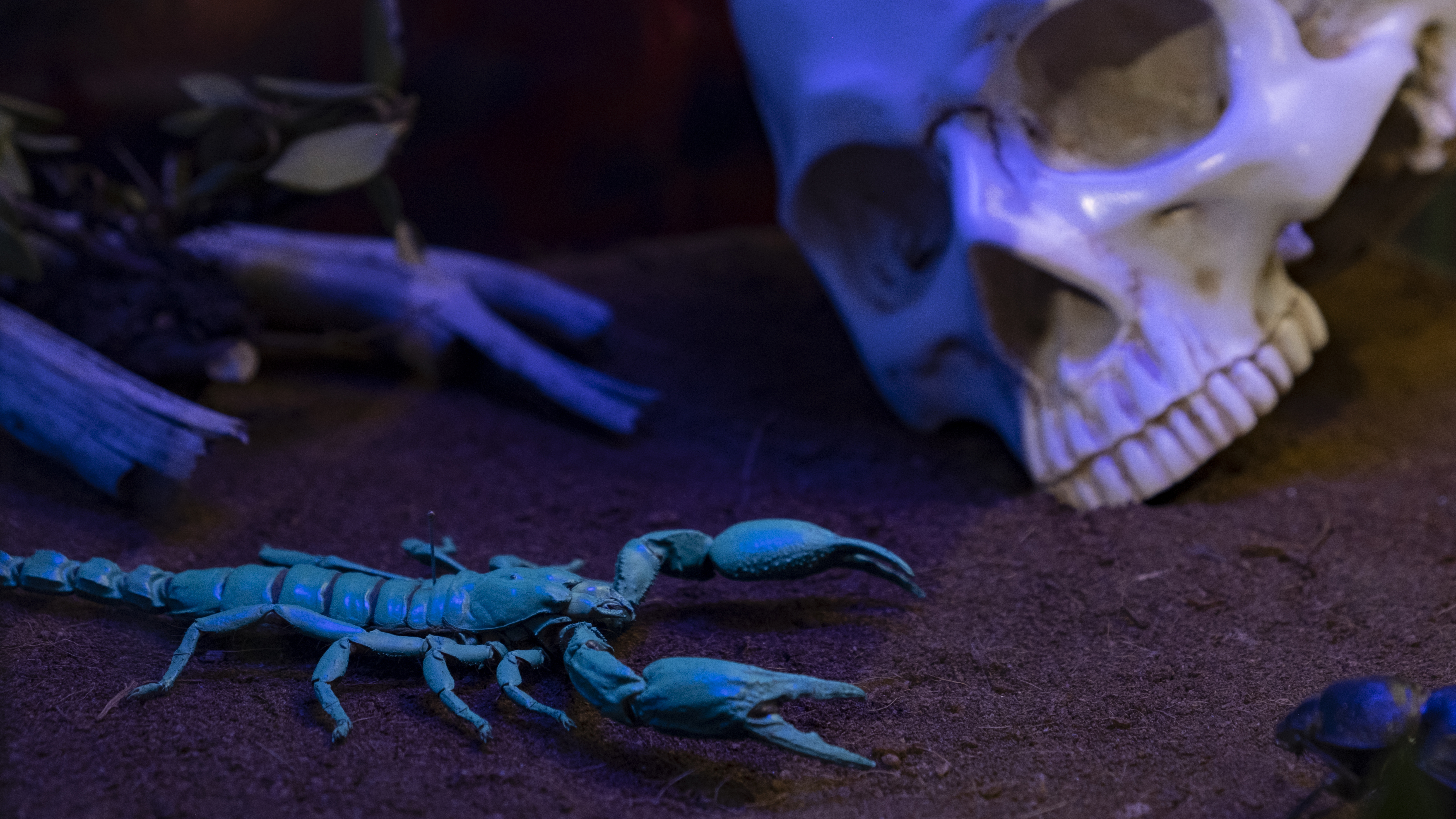 Пауки Сахалина и их тропические родственники