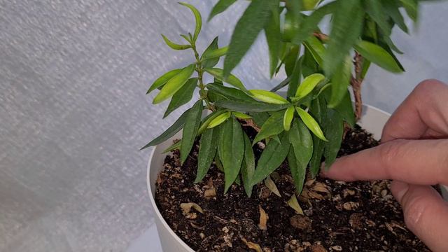 Персидский 13