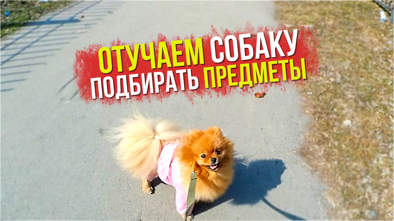 Отучаем собаку подбирать предметы. Вспоминайте иногда бедного студента