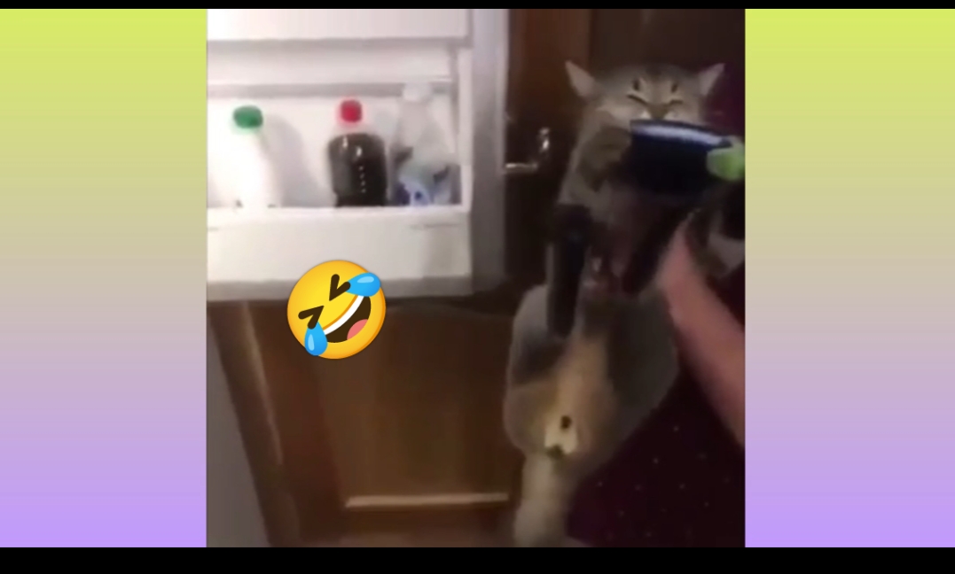 Животные Юмор Смех Приколы