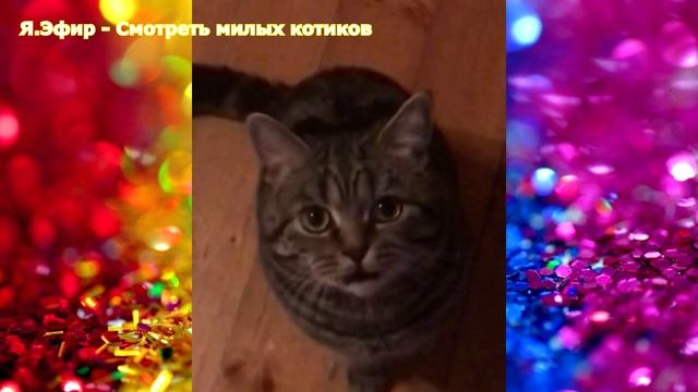 приколы про животных самые смешные 2021, видео приколы про животных, скачать бесплатно смешные видео