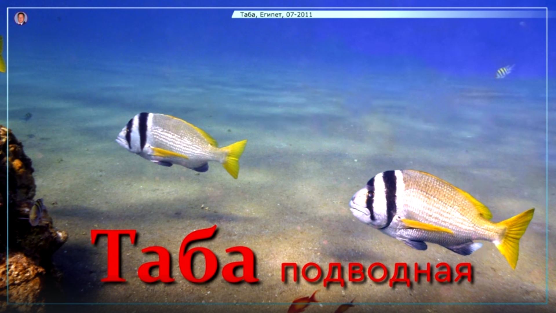 Таба. Египет. Подводный мир.