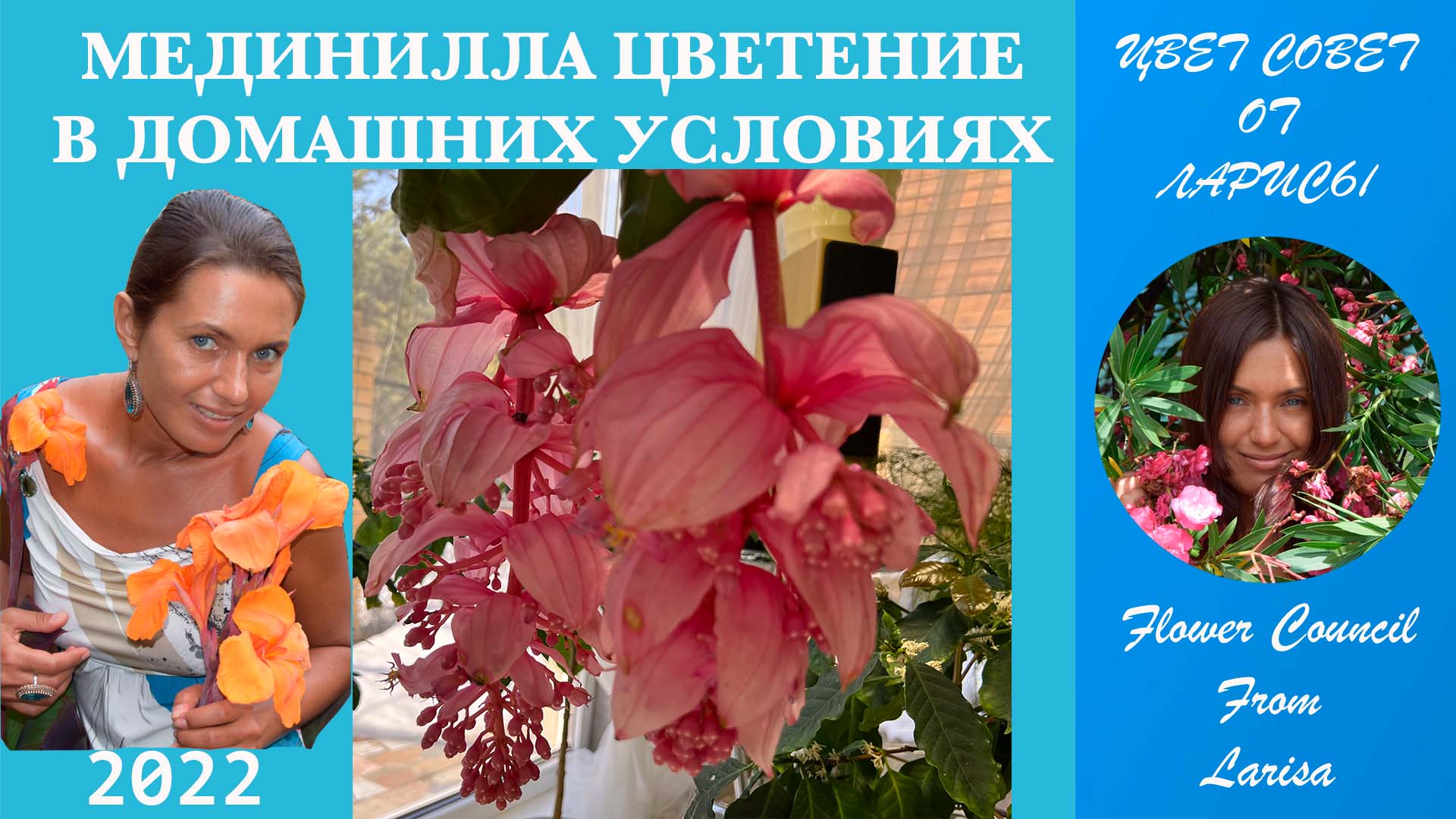 МЕДИНИЛЛА ЦВЕТЕНИЕ В ДОМАШНИХ УСЛОВИЯХ