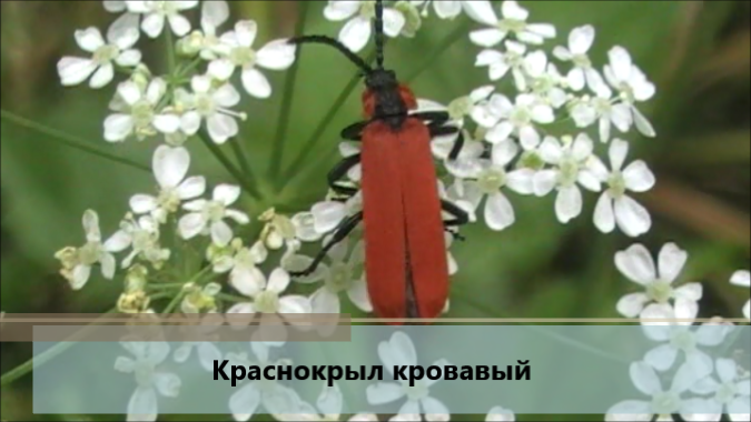 Краснокрыл кровавый