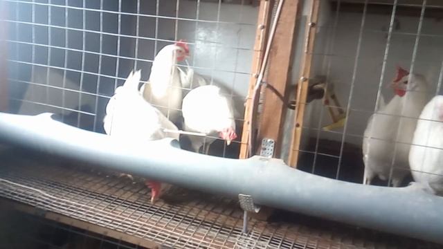 Сколько можно заработать не несушках в 2022году! Куры молодки занеслись!