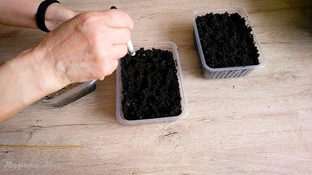 Земля для пикировки петунии . Как пикировать?