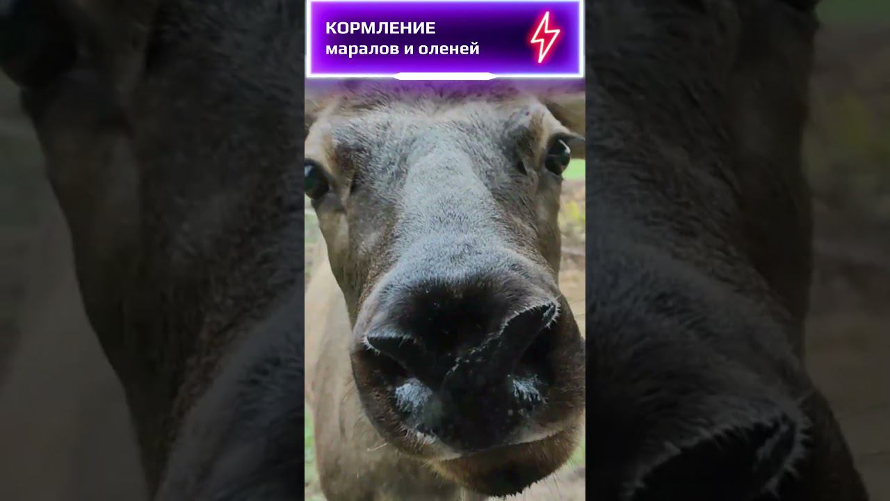 Кормление оленей и маралов #shorts #short #shortvideo #shortsvideo #олени #олень