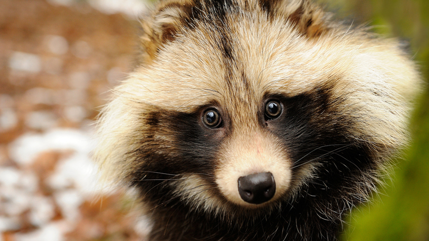 Животный мир Купинского района. Енотовидная собака.