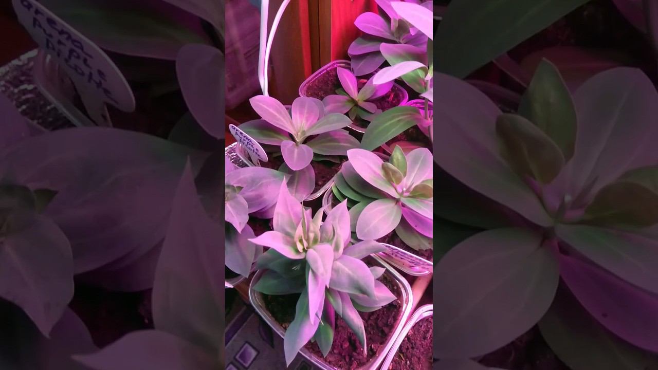 Эффективная подкормка эустомы. Лучшее удобрение для эустомы.