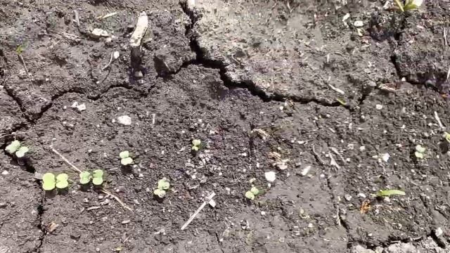 Яблони в цвету, какое чудо!!!!!!!!!!!