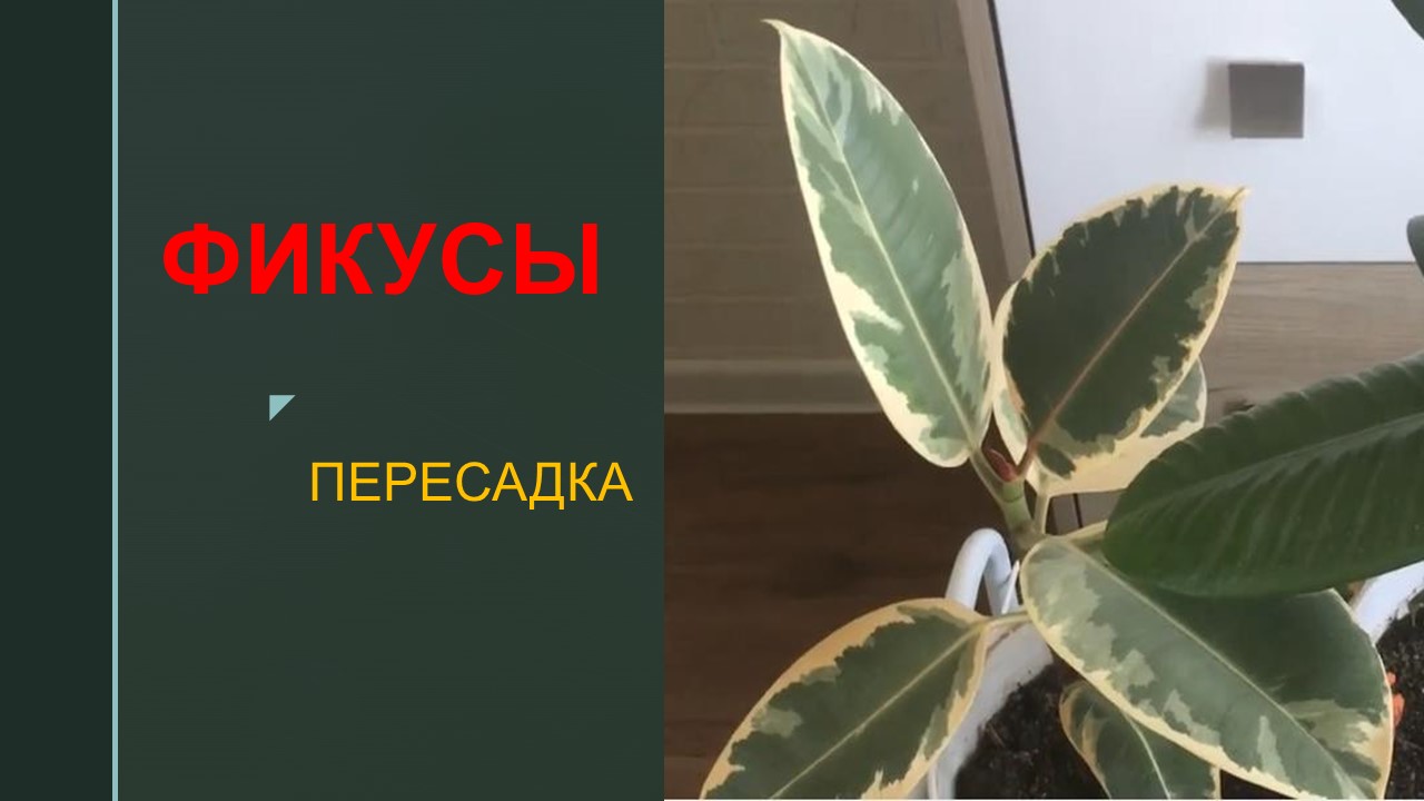 ФИКУСЫ  ПЕРЕСАДКА