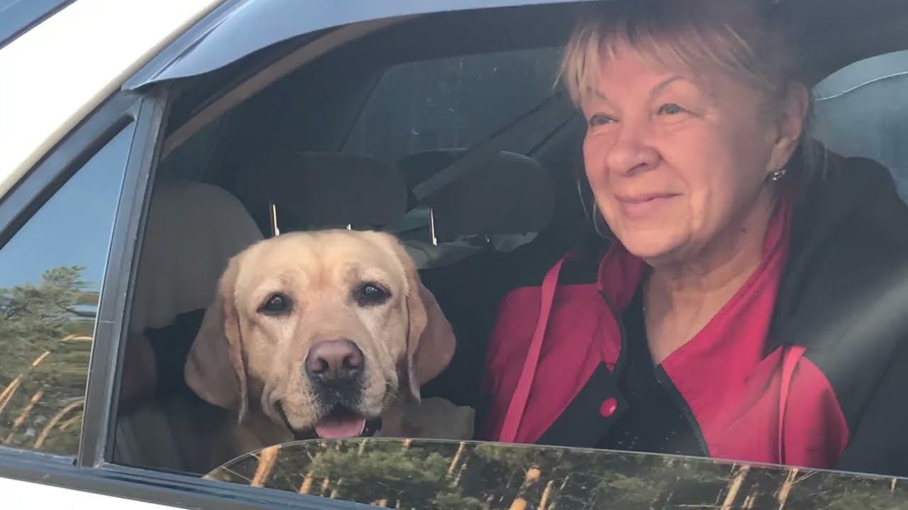 лабралоры SHATSKIKH`S DOGS \ 2021г. \ делаем щенятник.