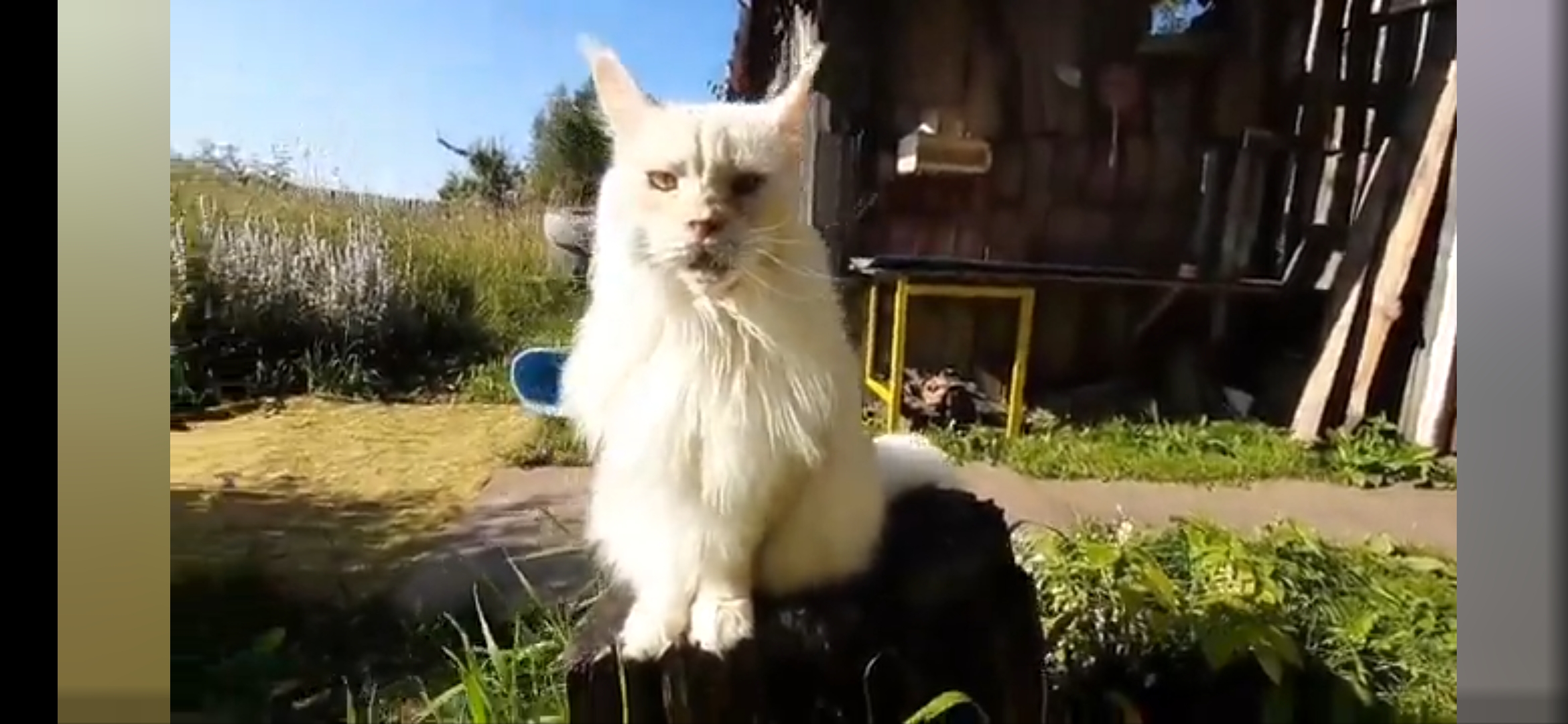 Мейн куны на даче ?  30 июля 2022 год.