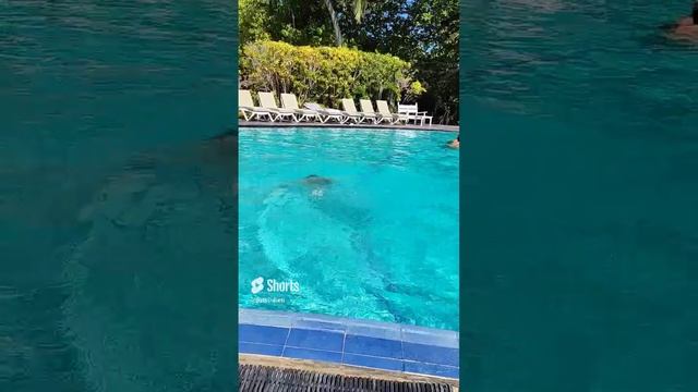 Мальдивы. Красивый прыжок в бассейн. Мальдивы за 56 тысяч рублей с перелетом неделя. Тутси влог.