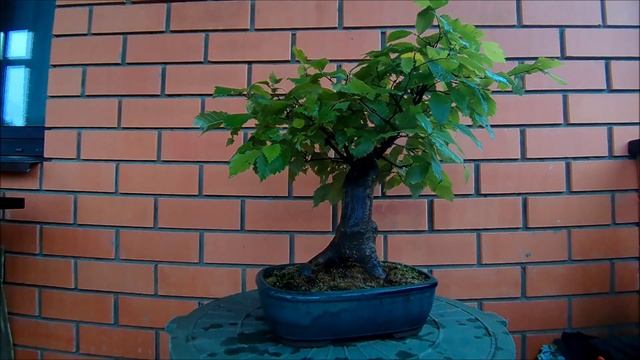 Бонсай вяз шершавый или Ильм горный или Вяз горный Úlmus glábra Rough Elm 2 ролика 2022 год